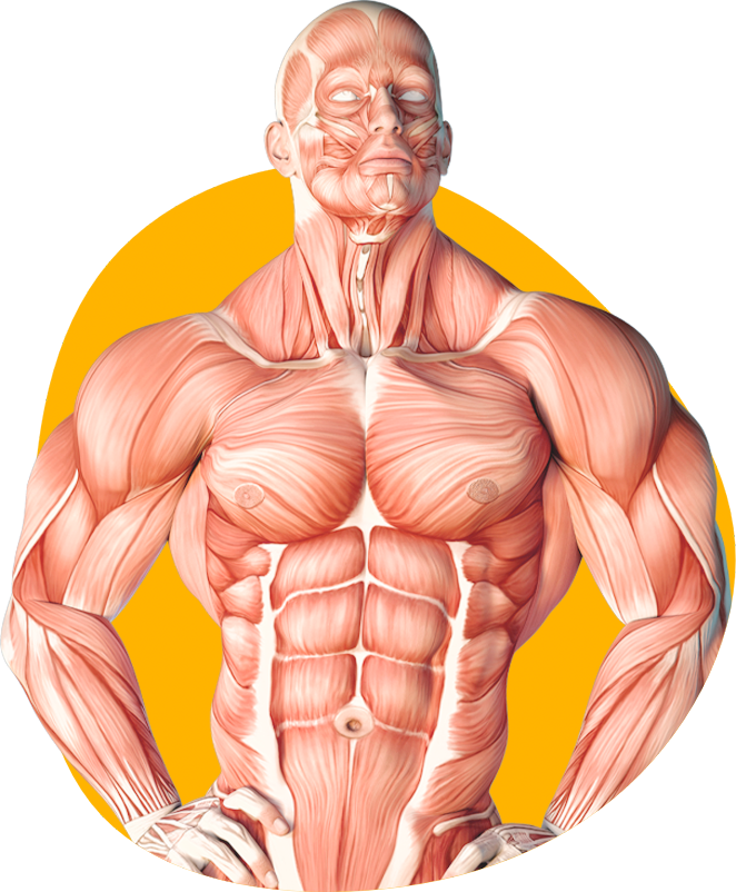 MuscleFlix - Aprenda Tudo Sobre o Sistema Muscular